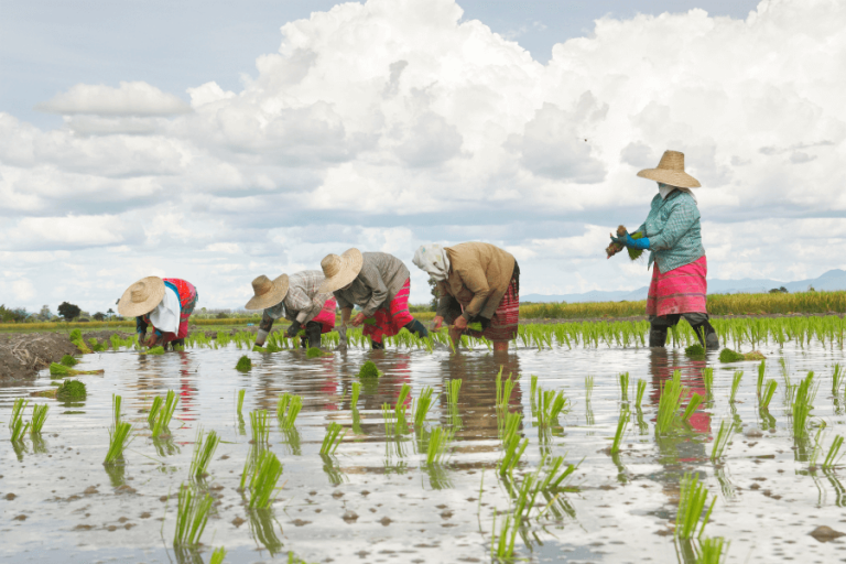 Top 3 Spring Festivals in Japan - Japanko Official