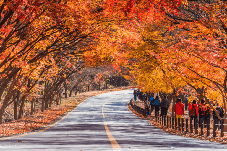 Japan in November: A Guide to Autumn Splendor - Japanko Official